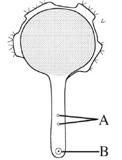 The diagram below illustrates a growing pollen tube. (a) Name the part ...